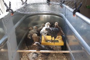 Everything You Need to Know About Brooding Chicks - Southern Revivals