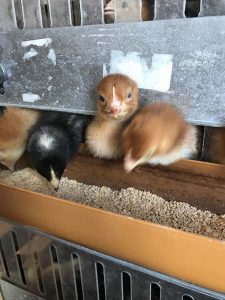 Everything You Need to Know About Brooding Chicks - Southern Revivals