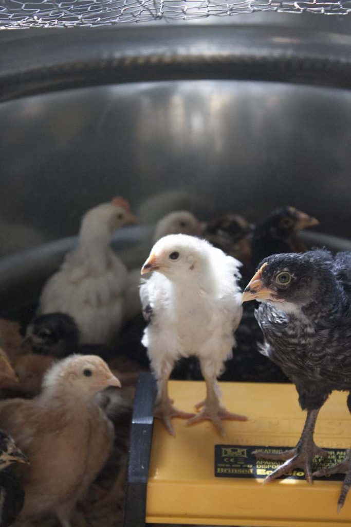 Everything You Need to Know About Brooding Chicks - Southern Revivals