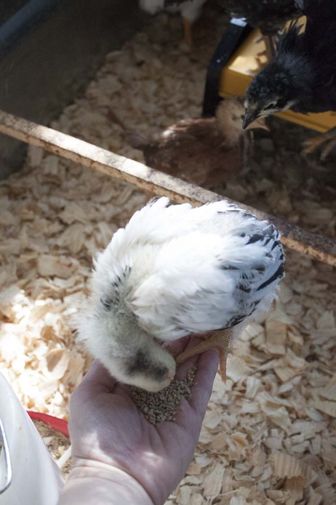 Everything You Need to Know About Brooding Chicks - Southern Revivals